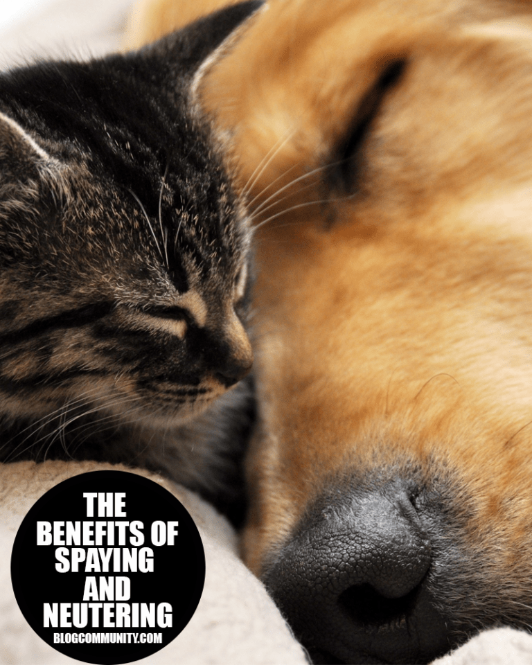 Benefits of Spaying and Neutering | To Spay and Neuter Your Pets