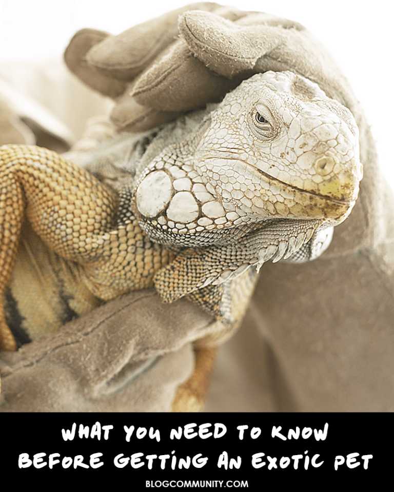 Exotic Pets | What to Know Before Getting an Exotic Pet